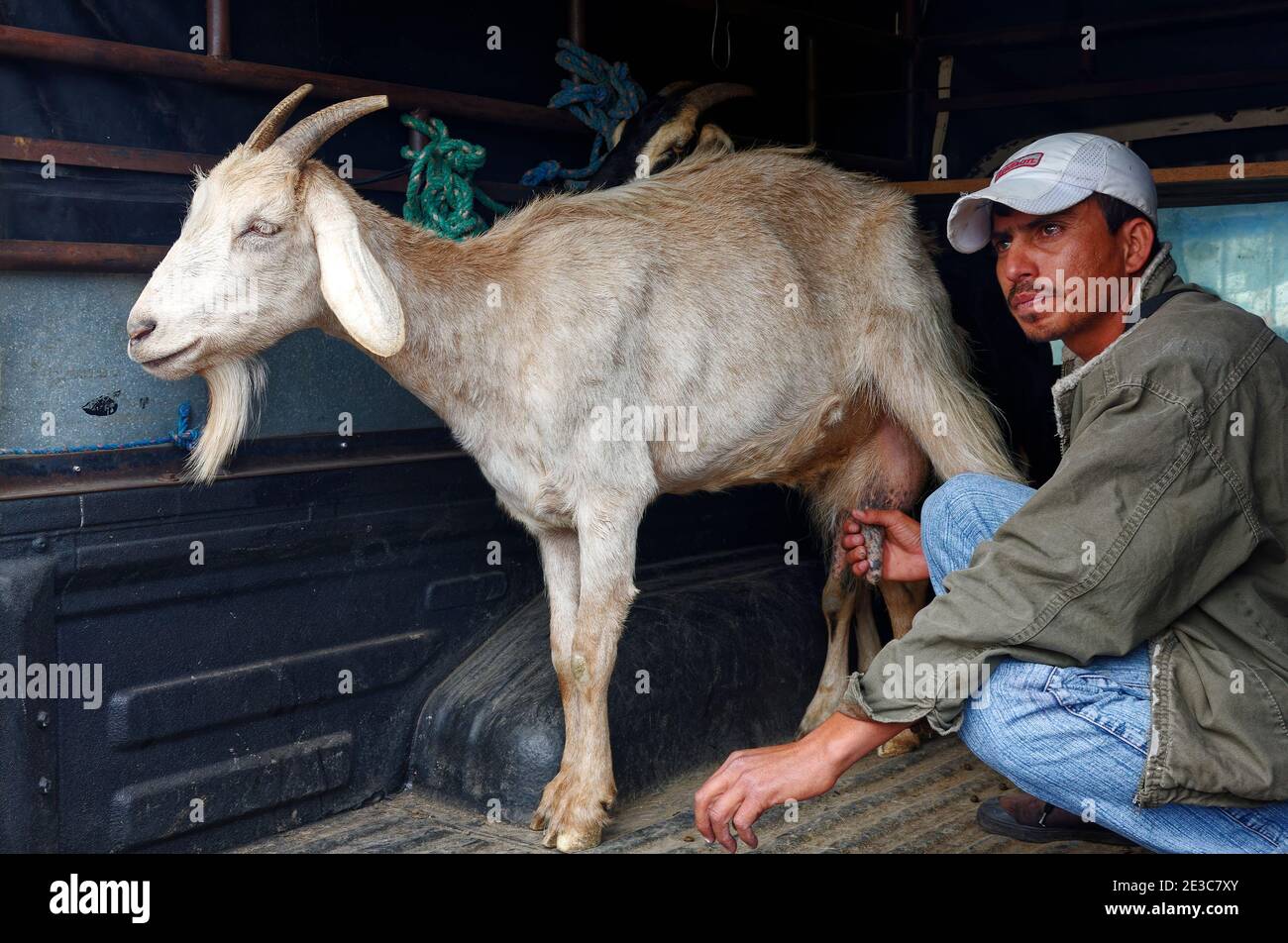 Goat truck hi-res stock photography and images - Alamy