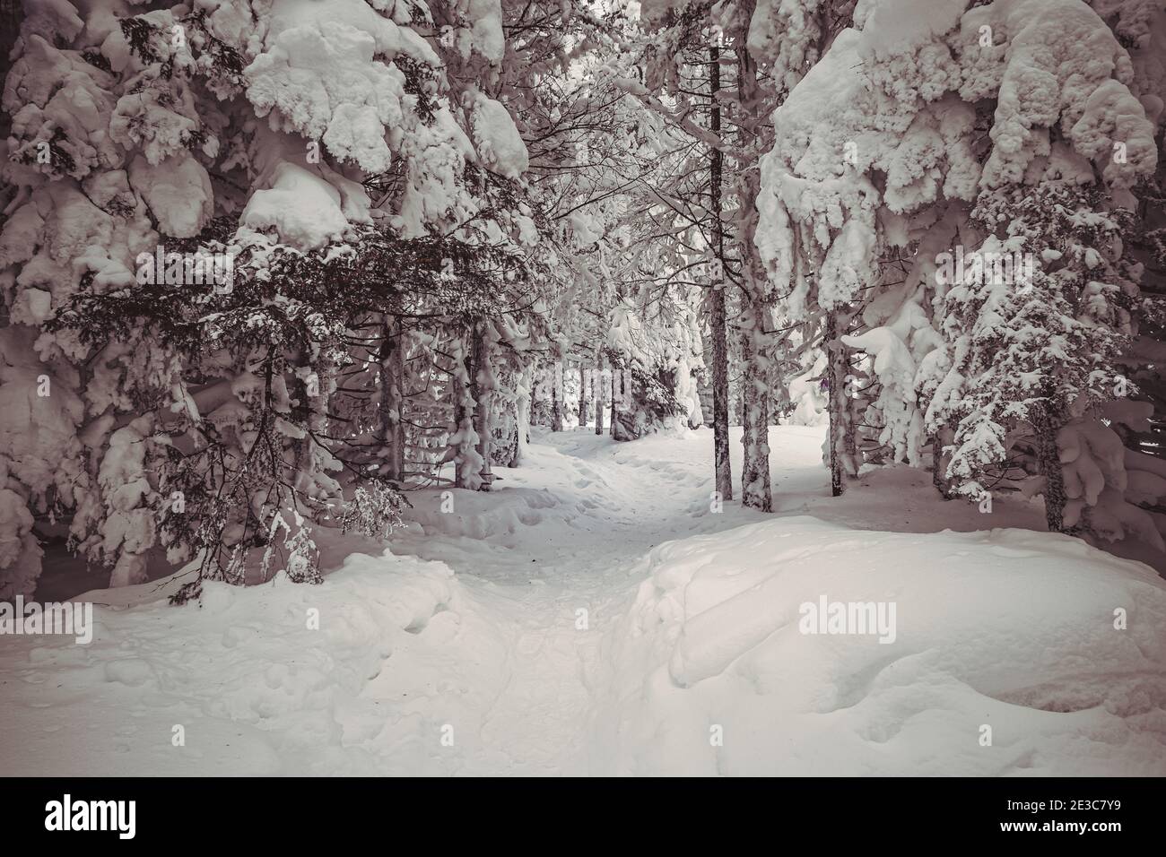 Narrow path in pine forest hi-res stock photography and images - Alamy