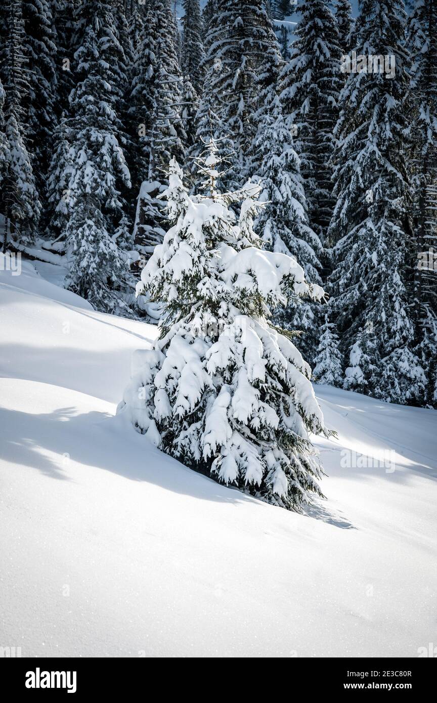 winter forest with snow covered fir trees in Diemtigtal, Berner ...