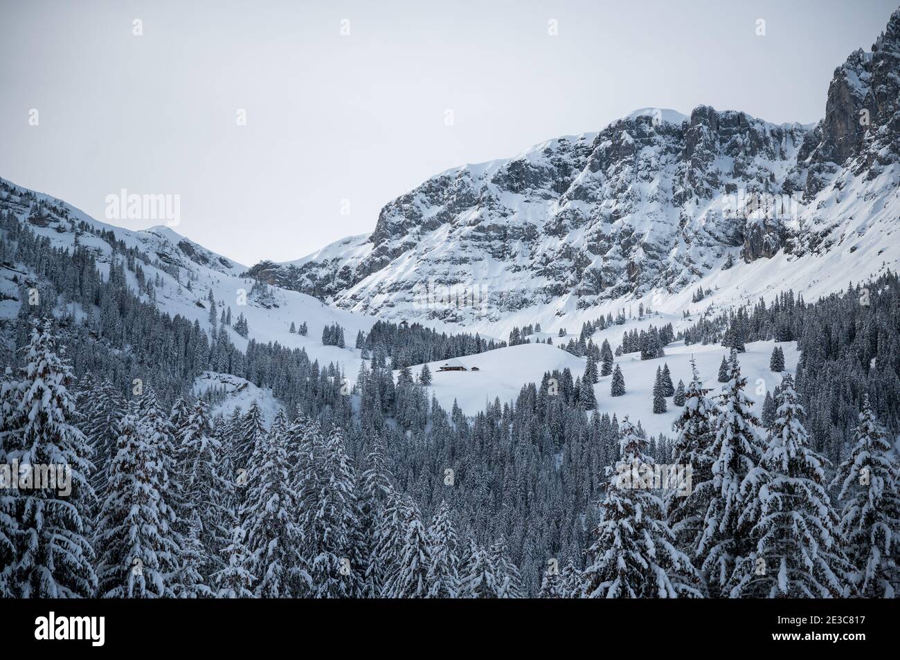 winter forest with snow covered fir trees in Diemtigtal, Berner ...