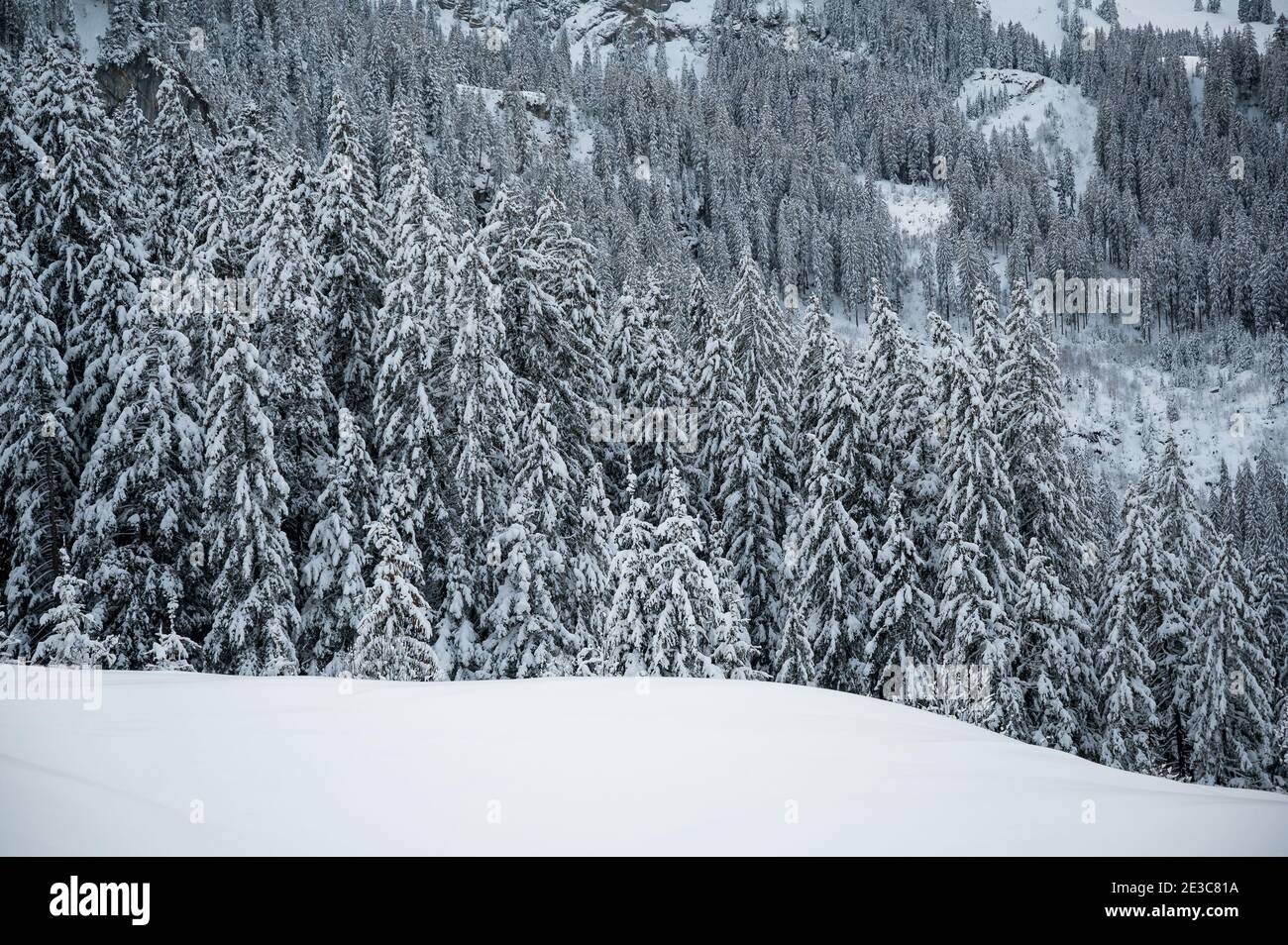 winter forest with snow covered fir trees in Diemtigtal, Berner ...