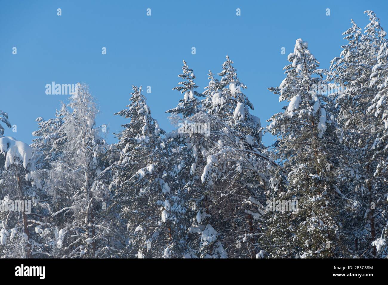 Winter landscape. The forest on hillside is covered with snow and frost ...