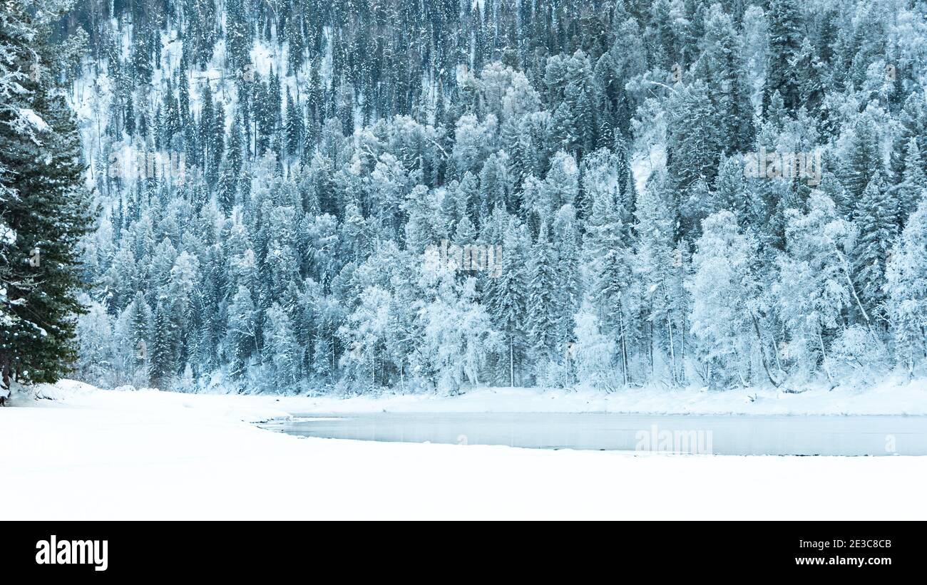 Frost Forest Background