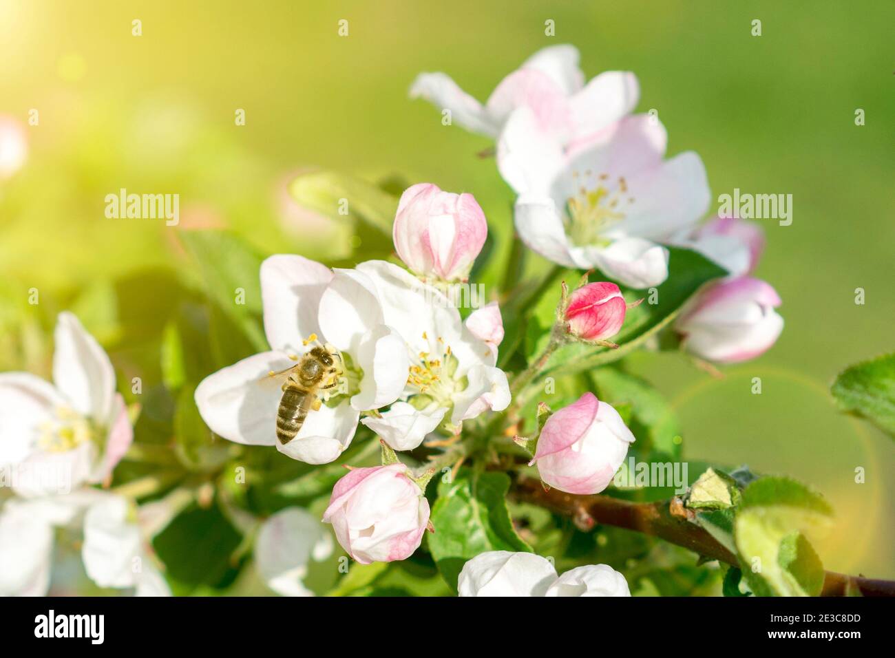 Beautiful blooming apple trees in spring park close up. Apple trees ...