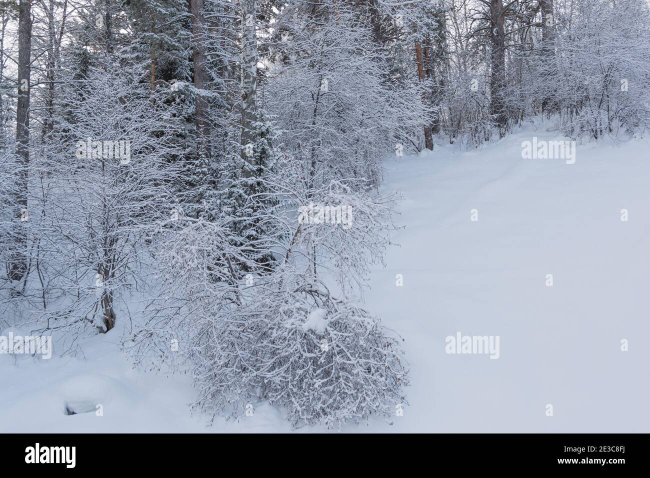 Siberian winter forest with pine trees on slope and frozen tree ...