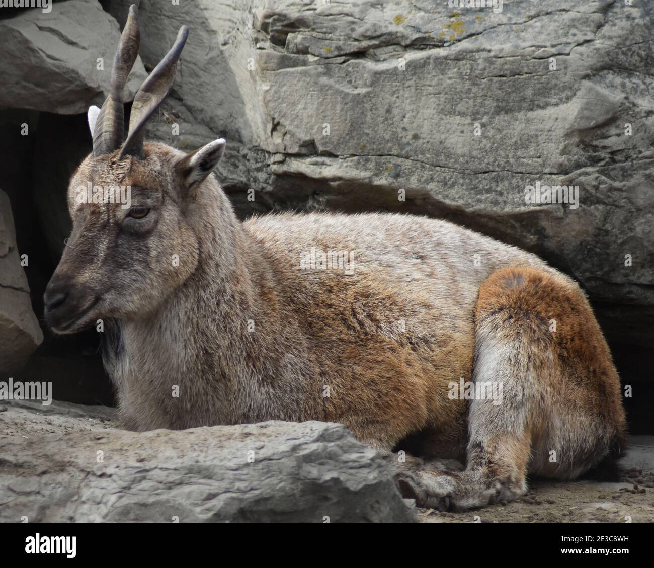 Young female markhor hi-res stock photography and images - Alamy