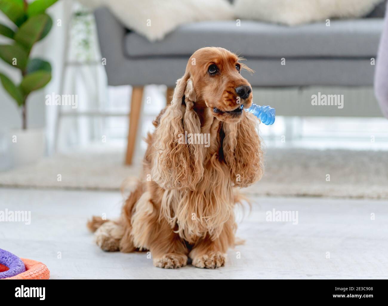 English toy spaniel hi-res stock photography and images - Alamy