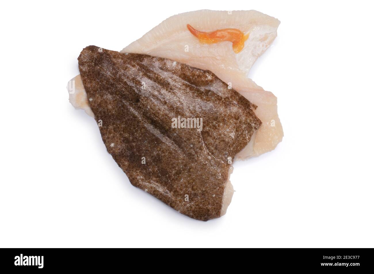 Brill fish Cut Out Stock Images & Pictures - Alamy