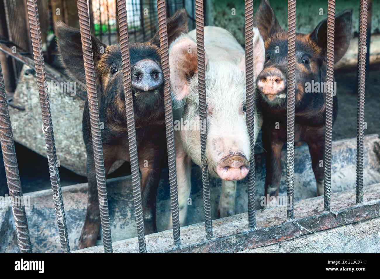 Pig farm with animals in a cage. Domestic animals in captivity Stock ...