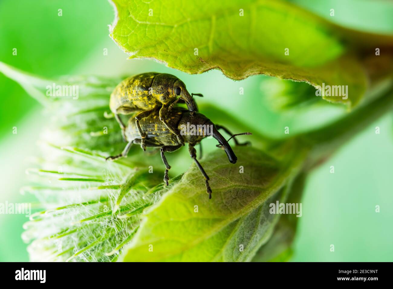 Couple of Long Snout Curculionidae Weevil Beetle Crop Parasite Pest ...