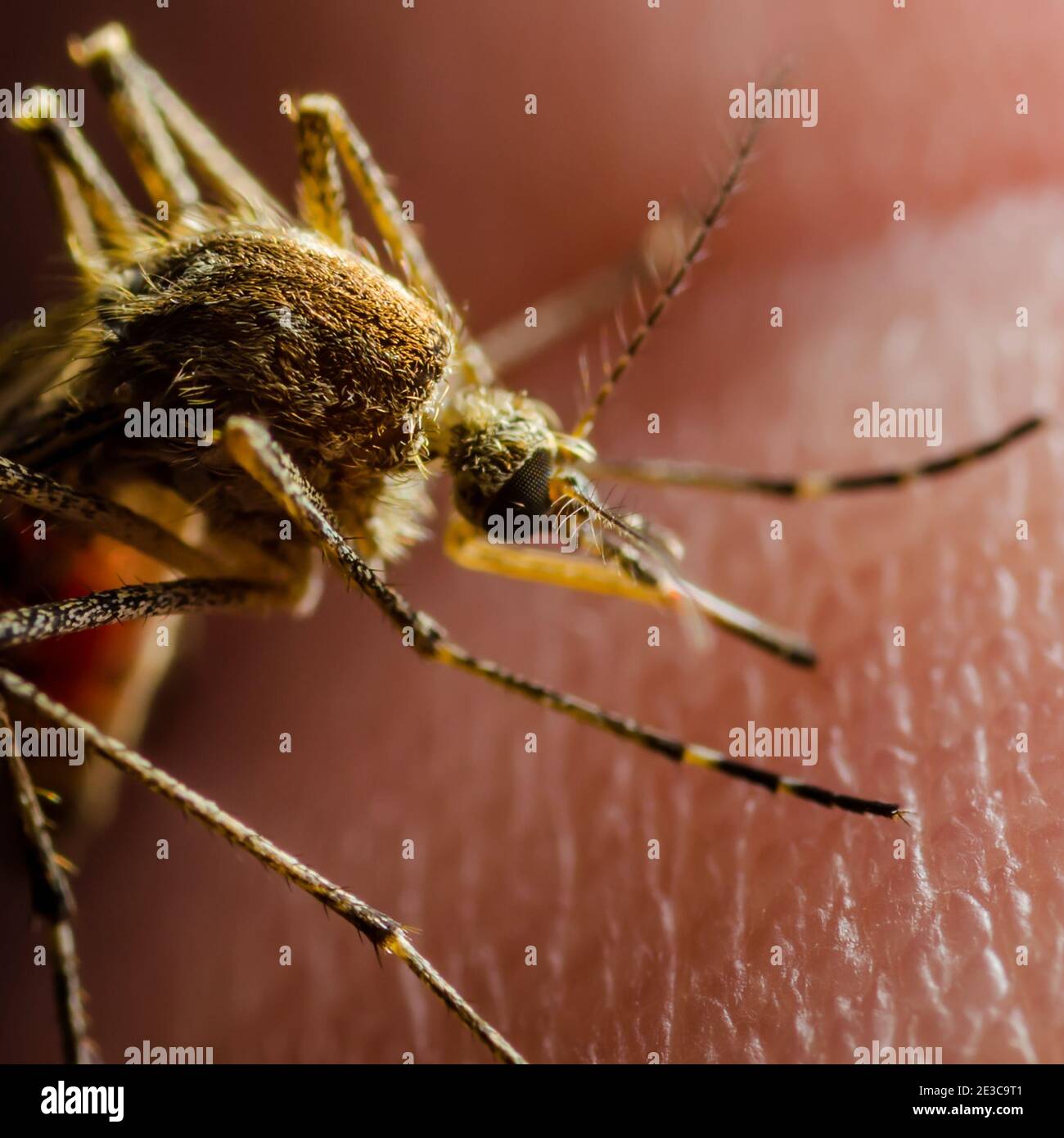 Dangerous Zika Infected Mosquito Bite. Leishmaniasis, Encephalitis ...