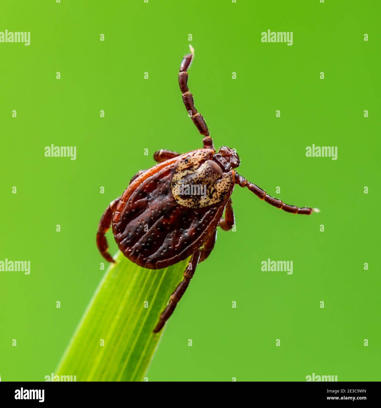 Encephalitis Tick Insect Crawling on Green Grass. Encephalitis Virus or ...