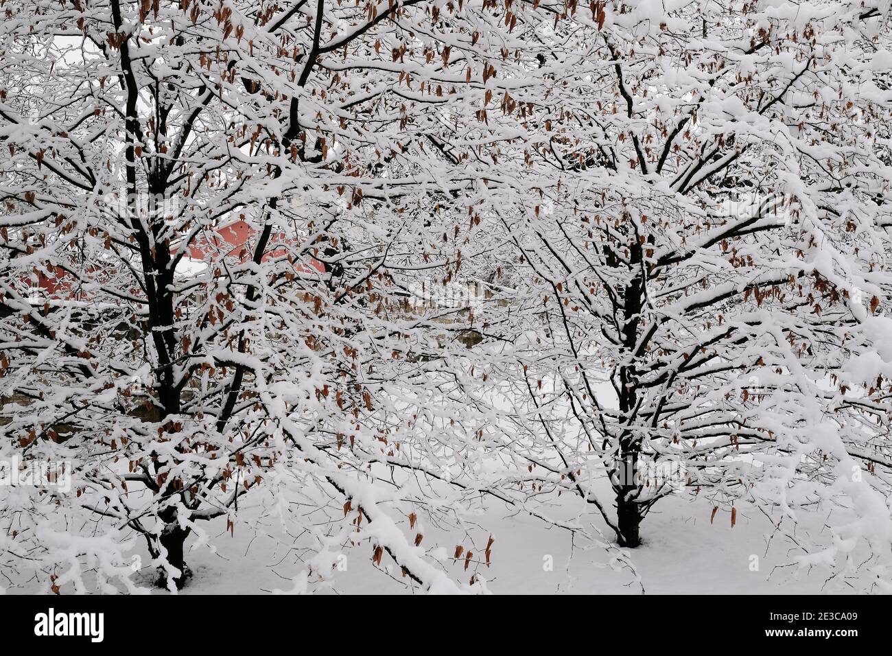 Snow, trees, Kannenfeld park, Basel, Switzerland Stock Photo - Alamy