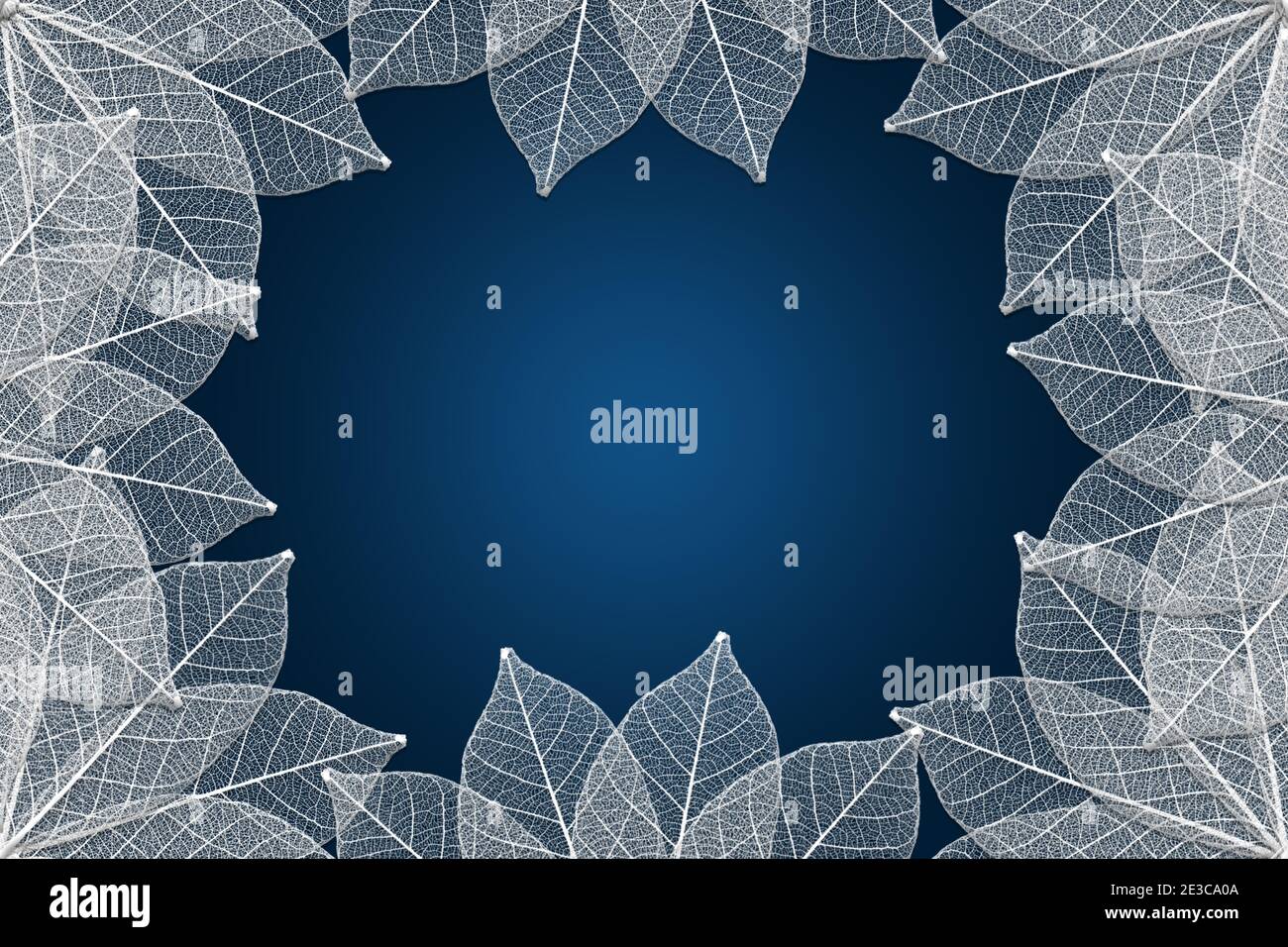 White natural leaf skeletons border frame on a blue background Stock ...