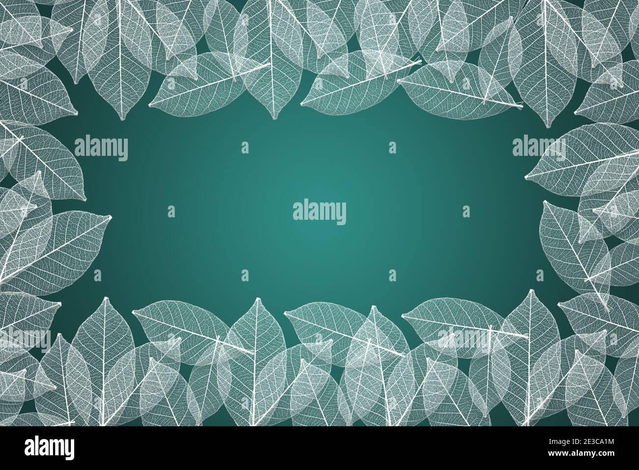 White natural leaf skeletons border frame on a teal background Stock ...