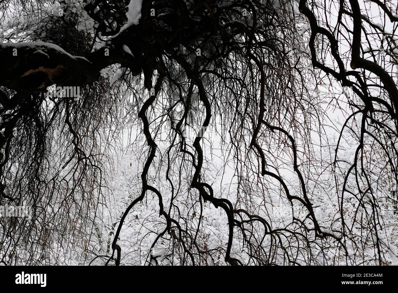 Elm switzerland winter hi-res stock photography and images - Alamy