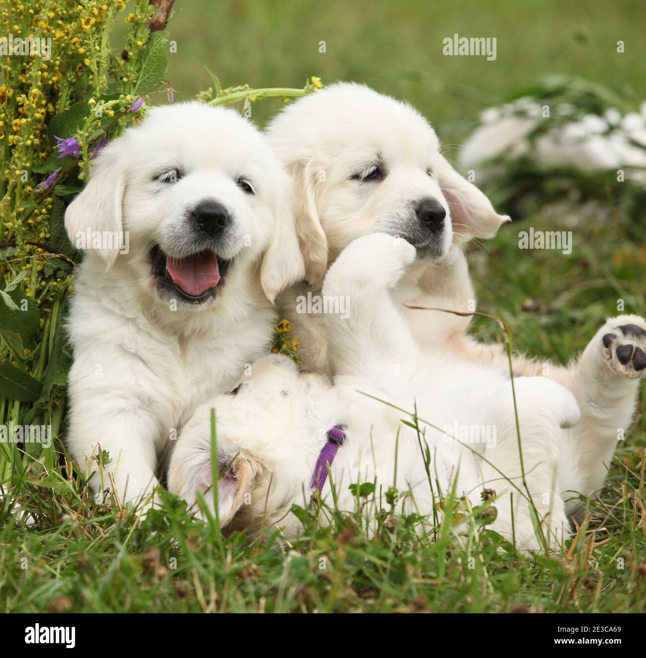 Three cute golden retriever puppies hi-res stock photography and images ...
