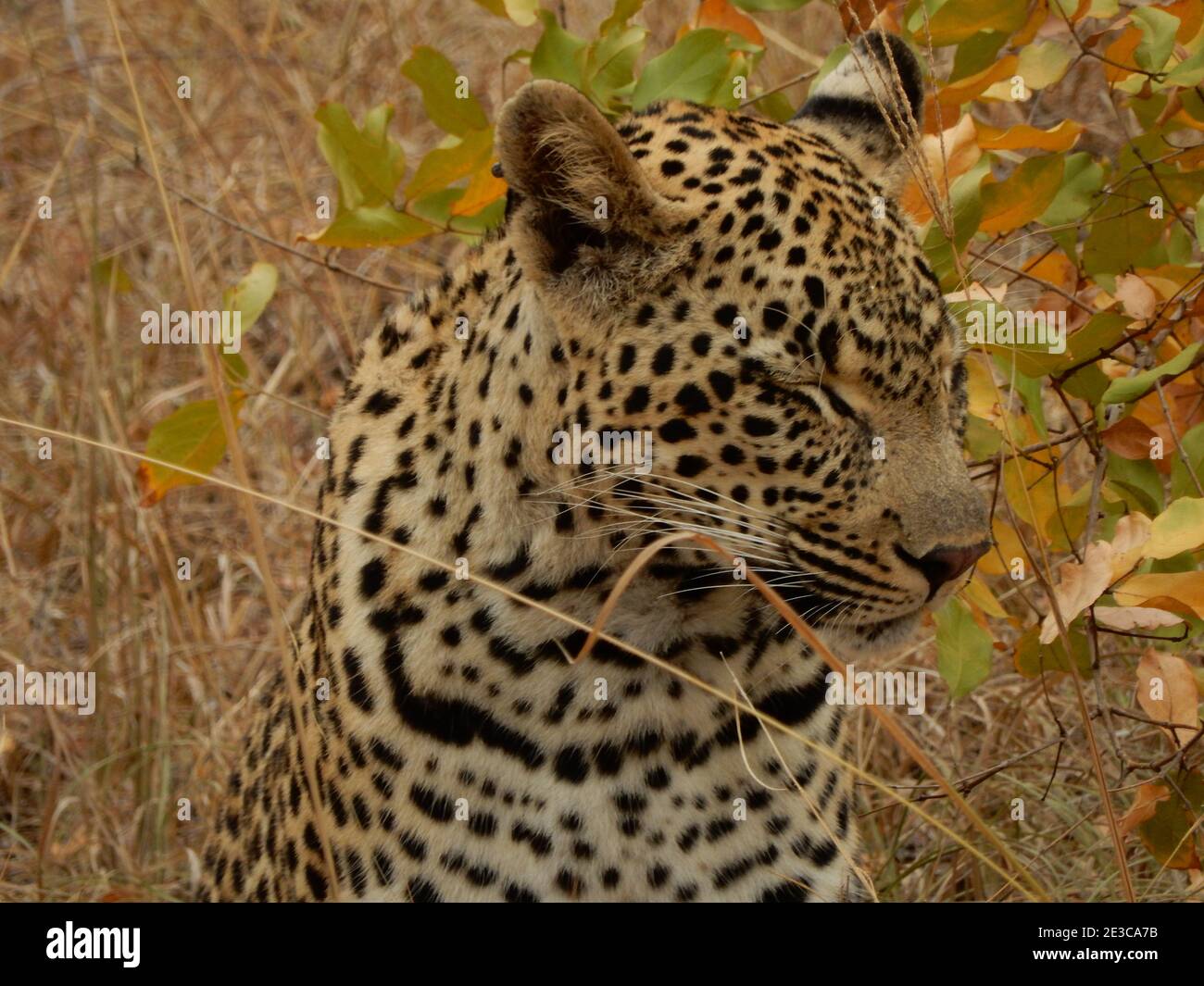 Selective focus shot of a leopard in a field Stock Photo - Alamy