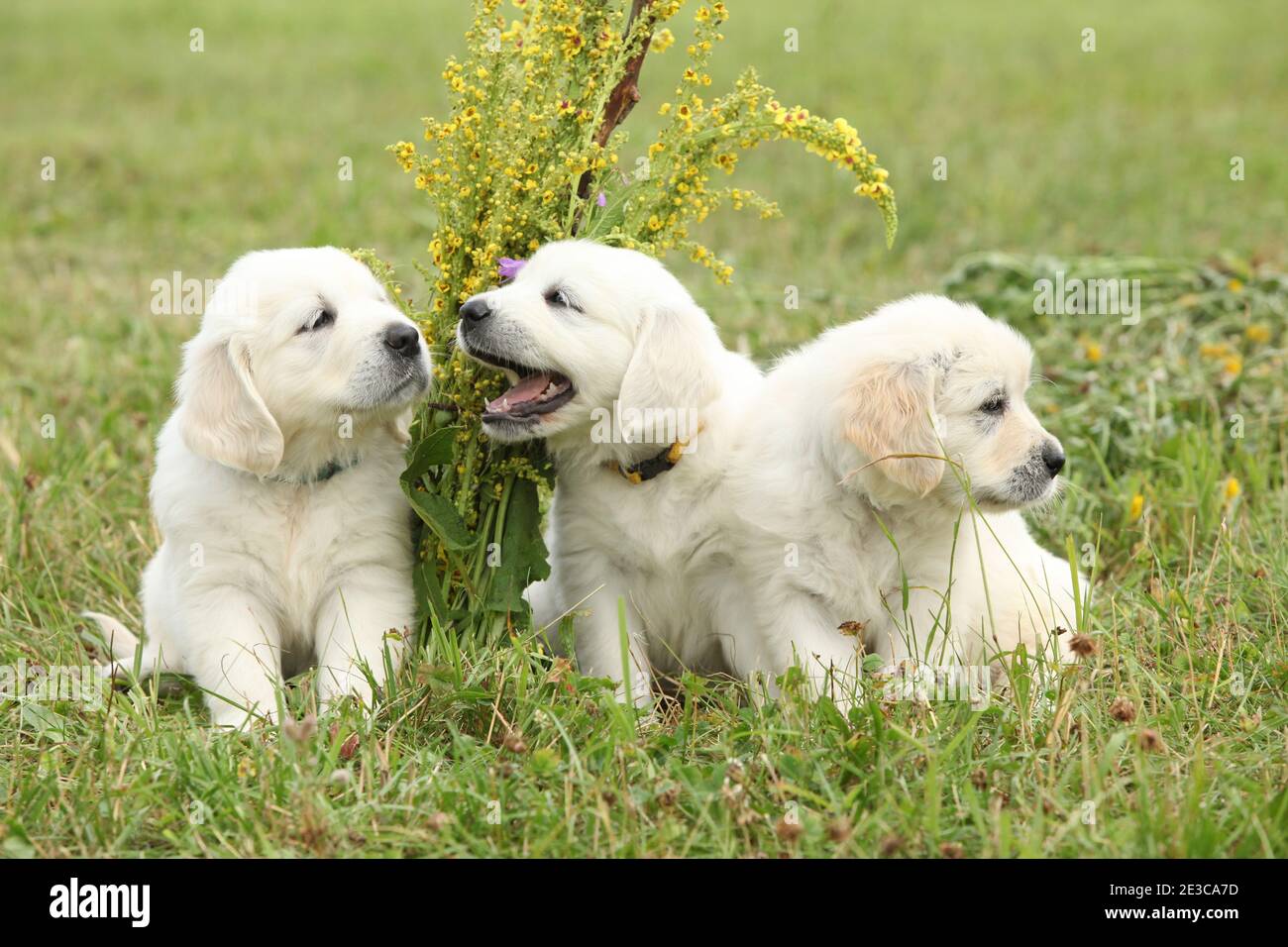 Three puppies of golden retriever playing together Stock Photo - Alamy