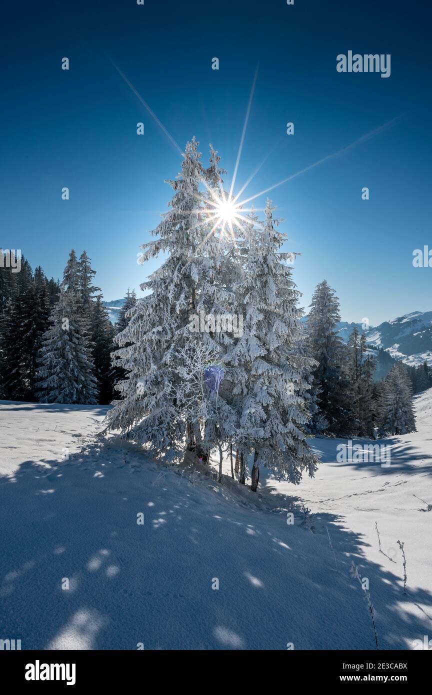natural christmas tree covered in snow Stock Photo - Alamy