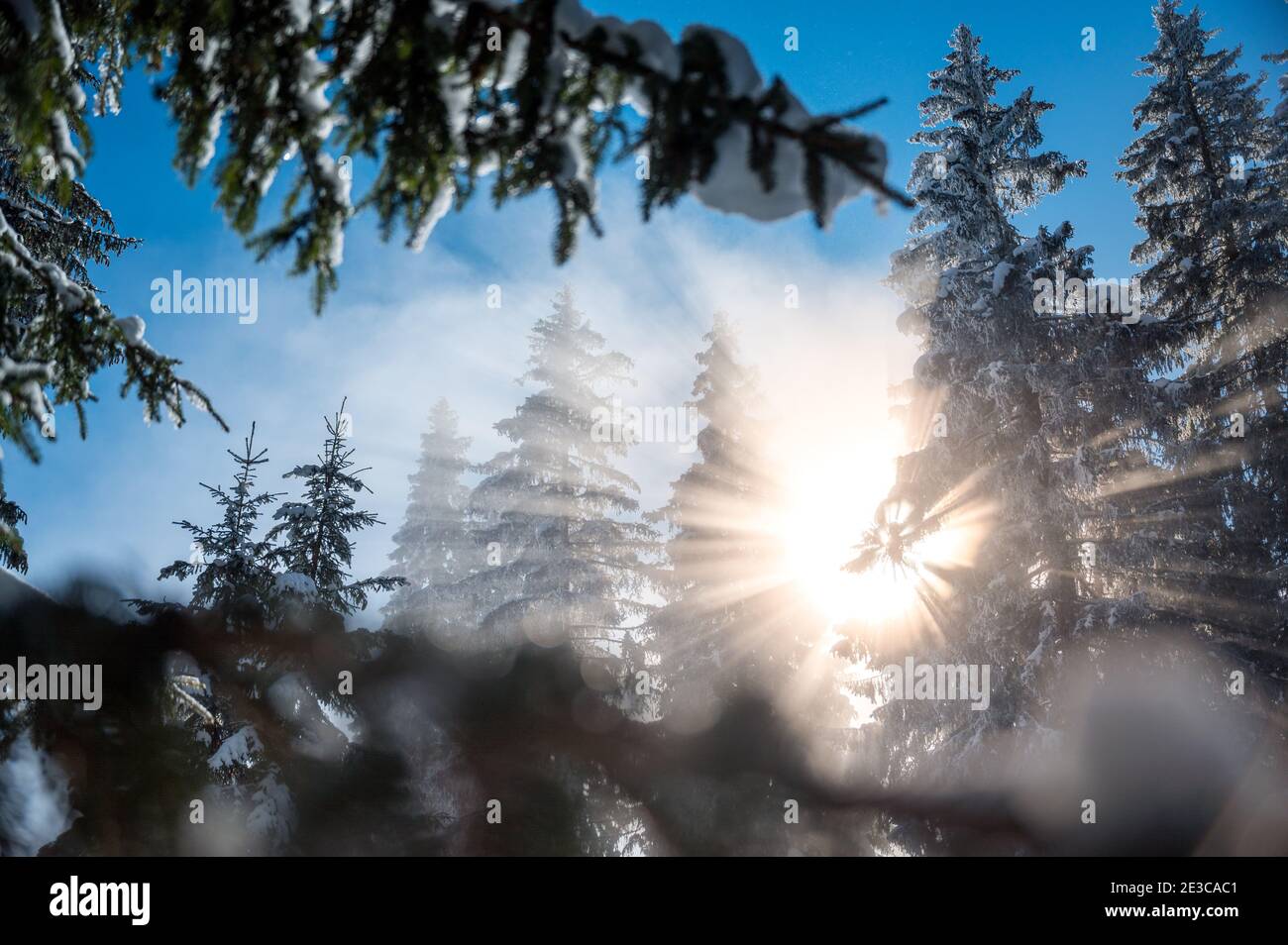 sun shining through mist in winter forest Stock Photo - Alamy