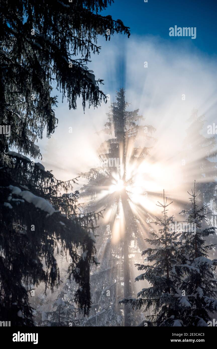 sun shining through mist in winter forest Stock Photo - Alamy