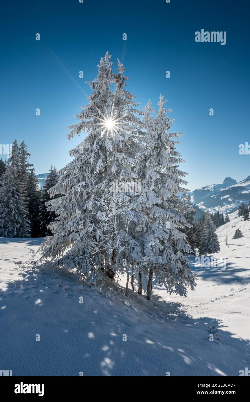 wonderful white, snow covered fir tree in winter in the Bernese alps ...