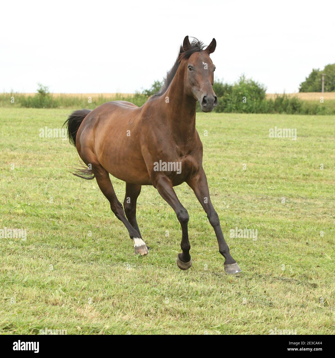 Amazing brown horse running alone in freedom Stock Photo - Alamy