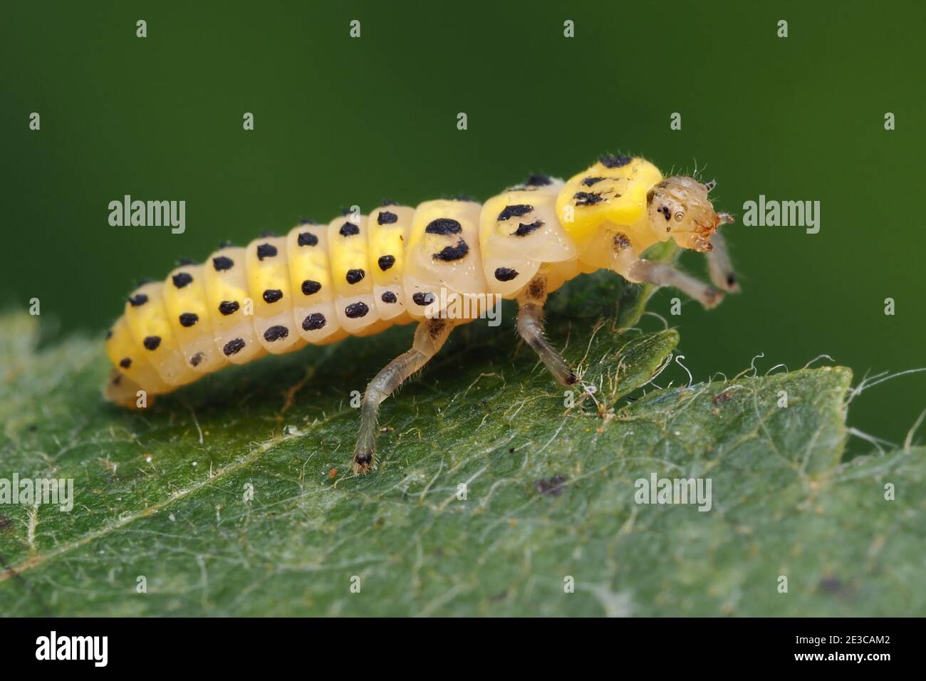 Orange Ladybird larva (Halyzia sedecimguttata) on birch leaf. Tipperary ...