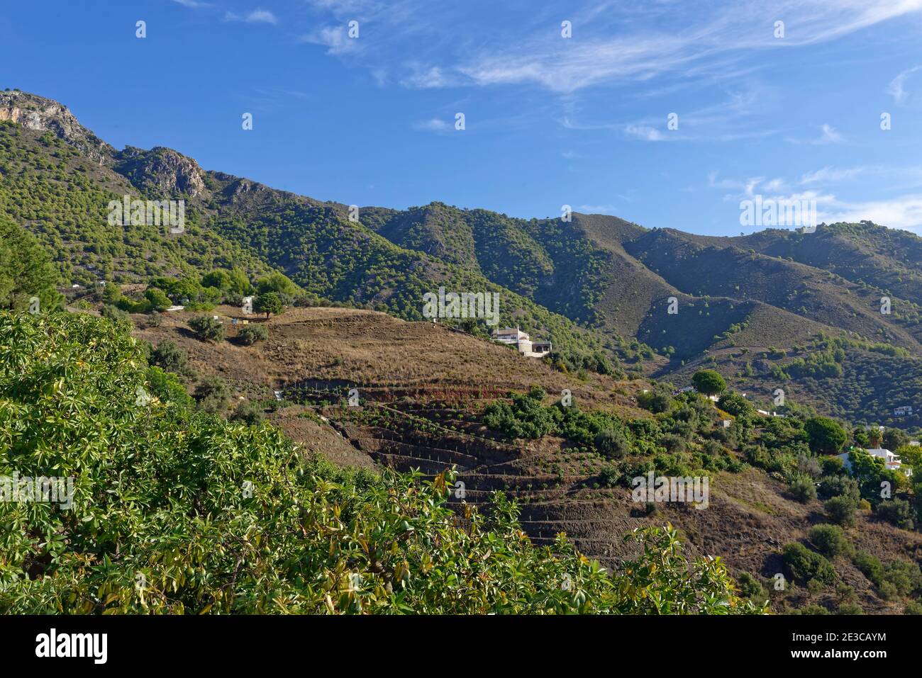 Terraces olive trees hi-res stock photography and images - Alamy