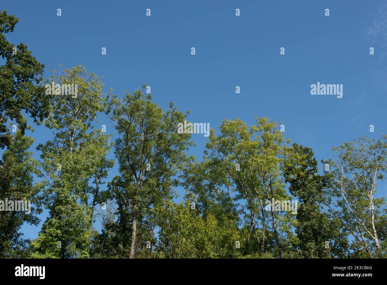 Summer Landscape of the Woodland Canopy of Ash and English Oak Trees ...