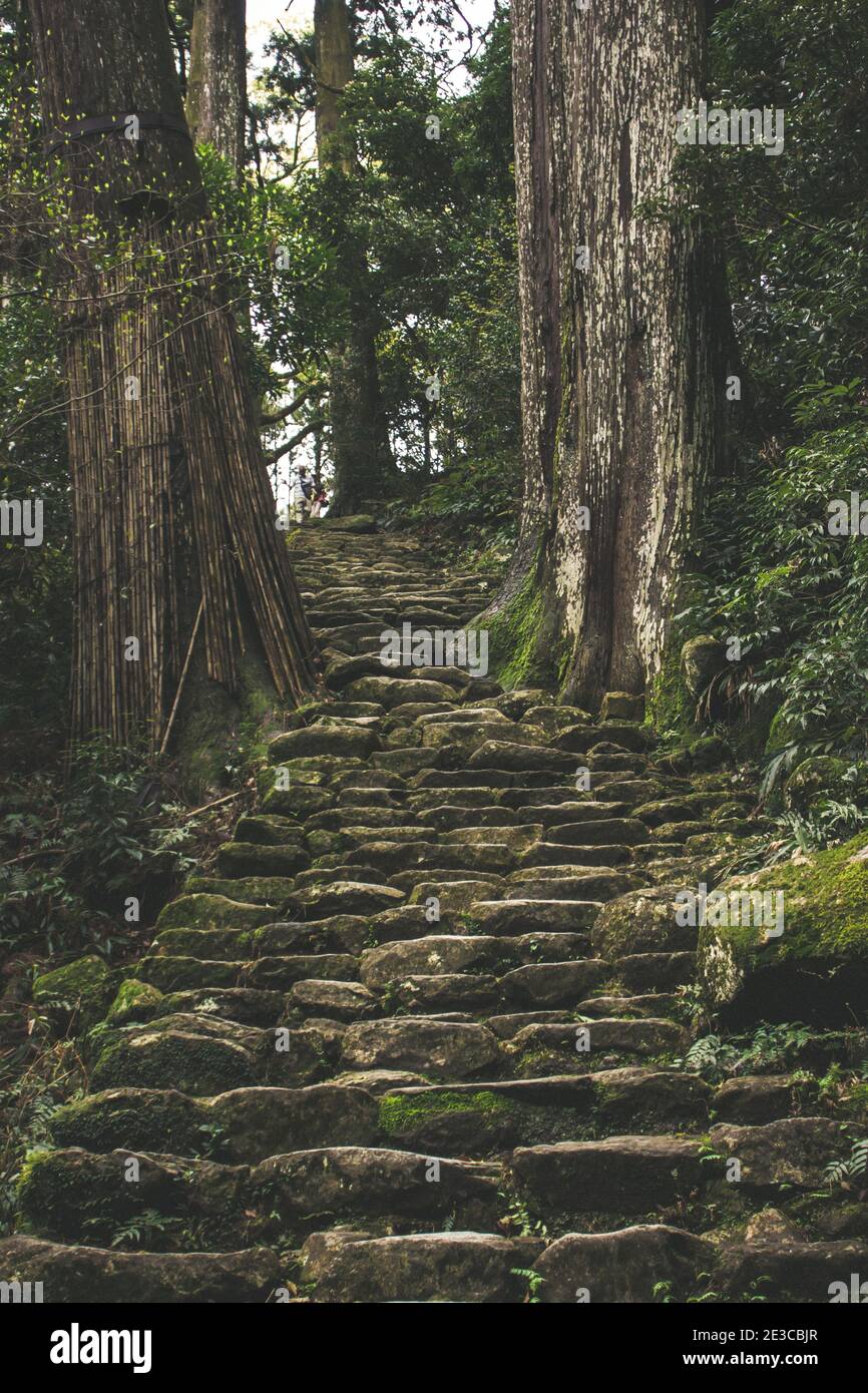 Stone steps going a long way up into a beautiful dense forest Stock ...