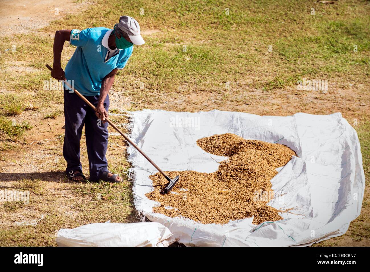 Drying out rice hi-res stock photography and images - Alamy
