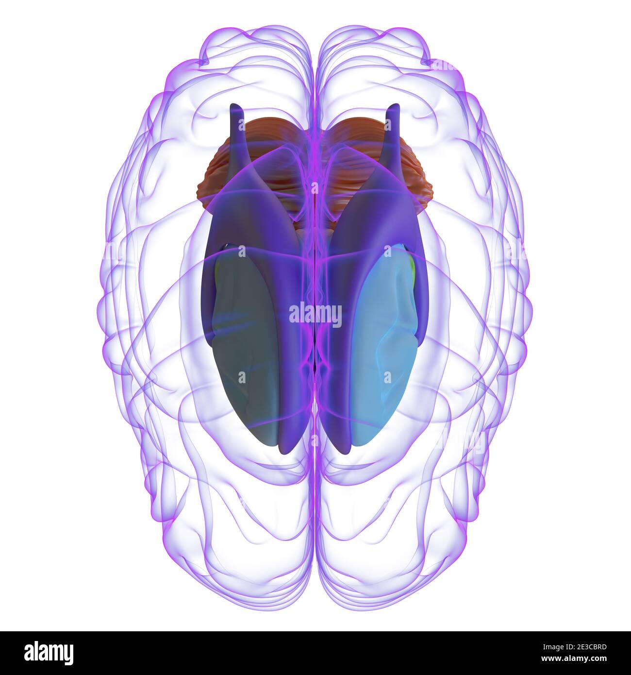 Human Brain Anatomy For Medical Concept 3D Illustration Stock Photo - Alamy