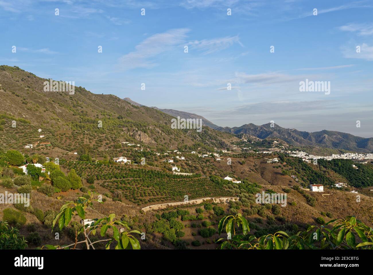 Terraces Olive Trees High Resolution Stock Photography and Images - Alamy