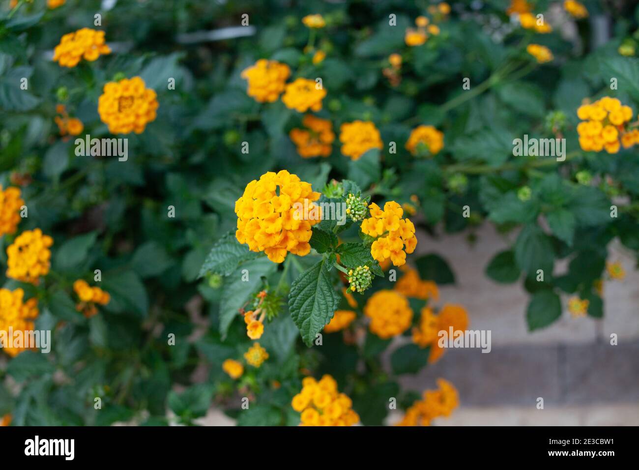 Lantana camara multi colored flowers on green bush. Exotic flowers of ...
