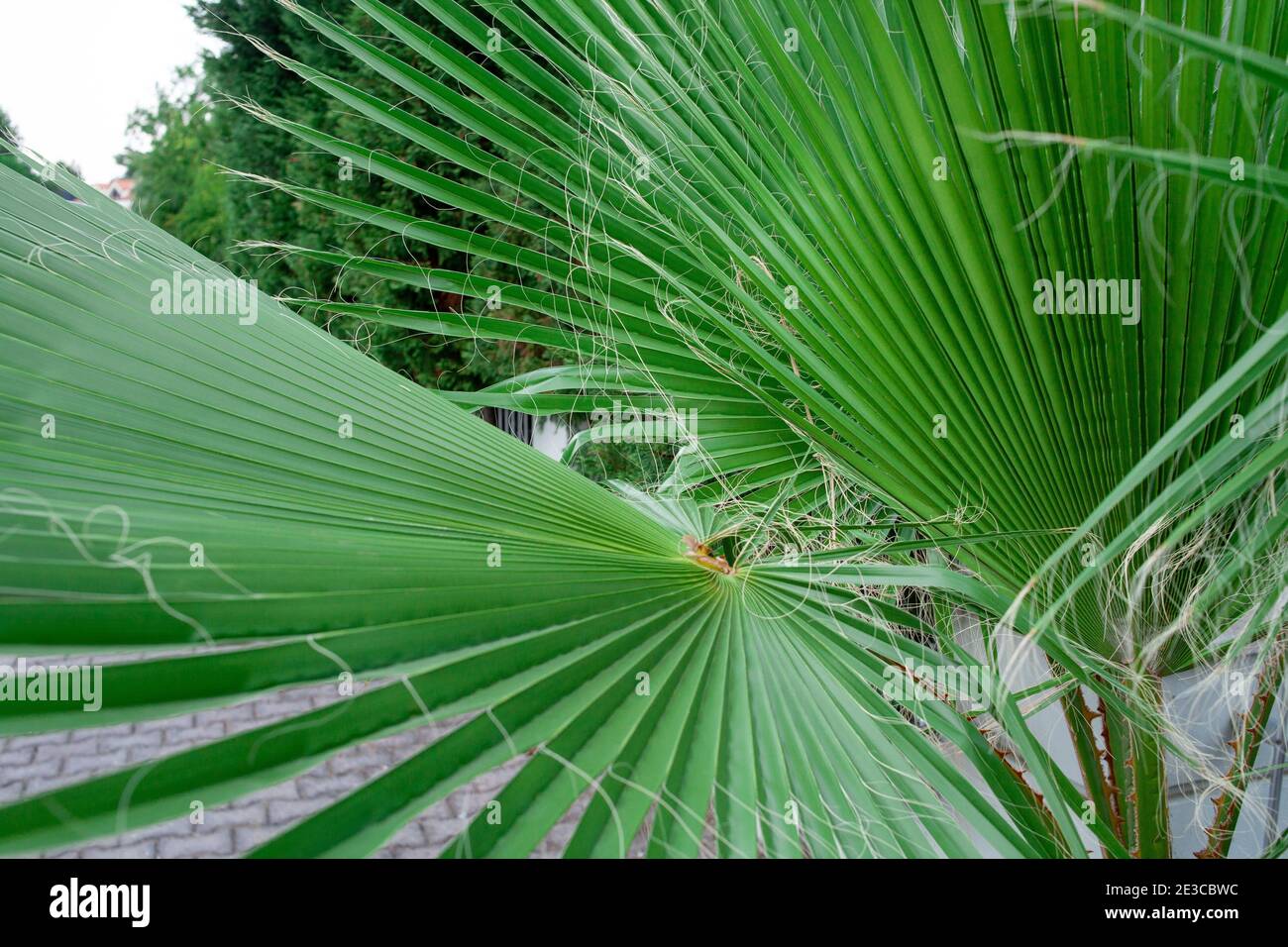 Green leaf of a palm tree with narrow stripes on resort street Stock ...