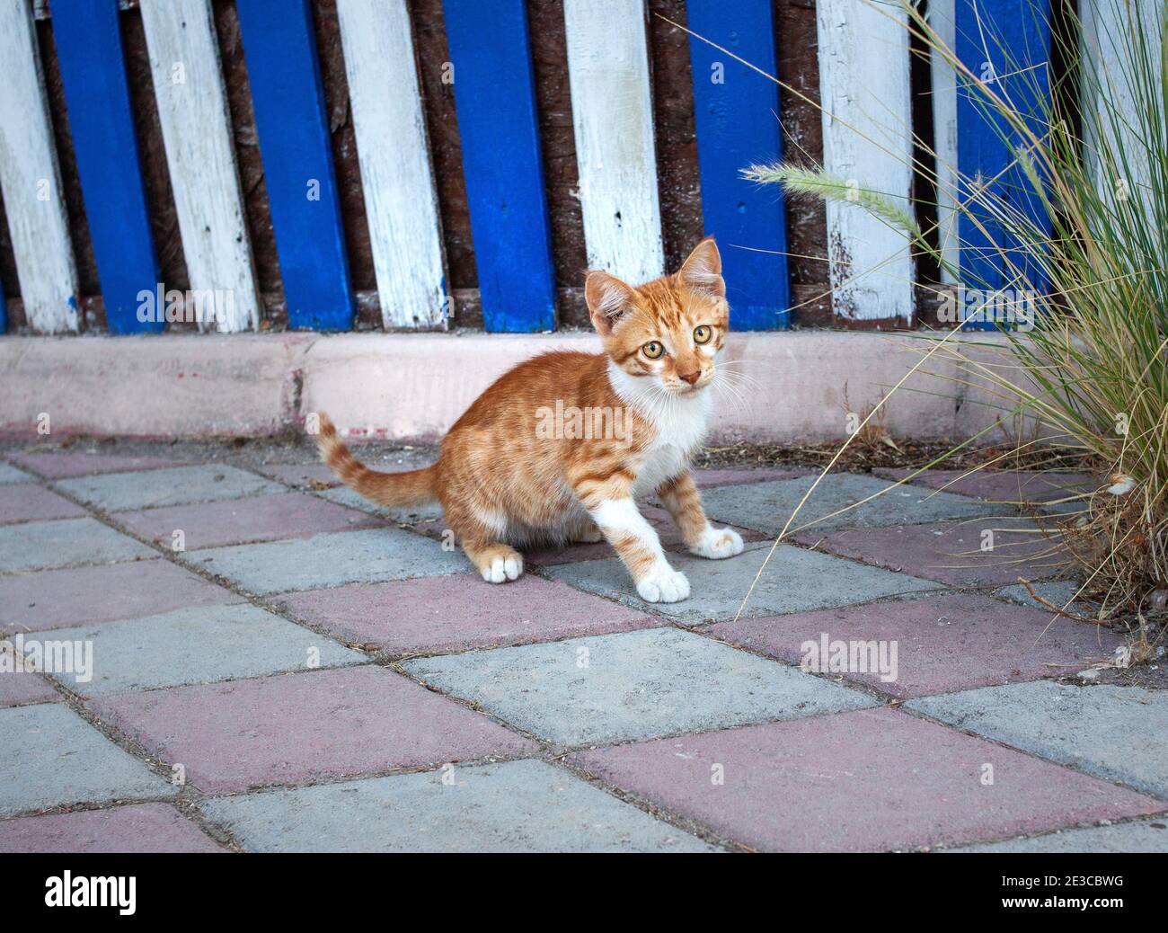 Ginger kitten with white chest against blue wood background. Young red ...