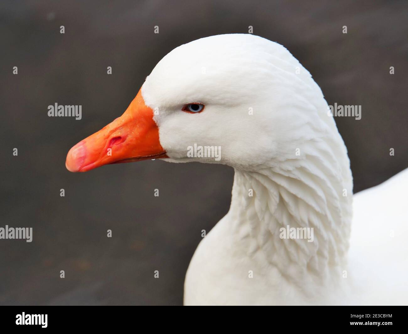 White Embden goose gander Stock Photo - Alamy