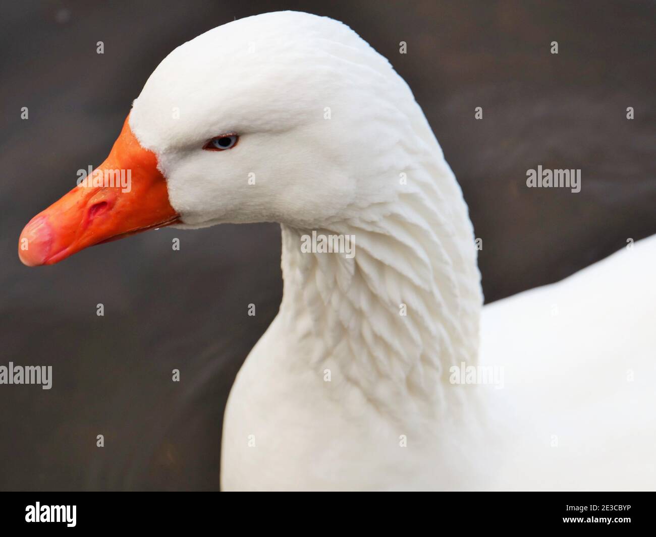White Embden goose gander Stock Photo - Alamy