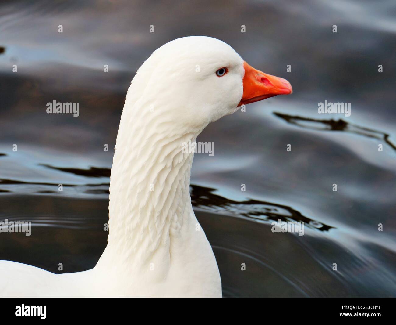 White Embden goose gander Stock Photo - Alamy