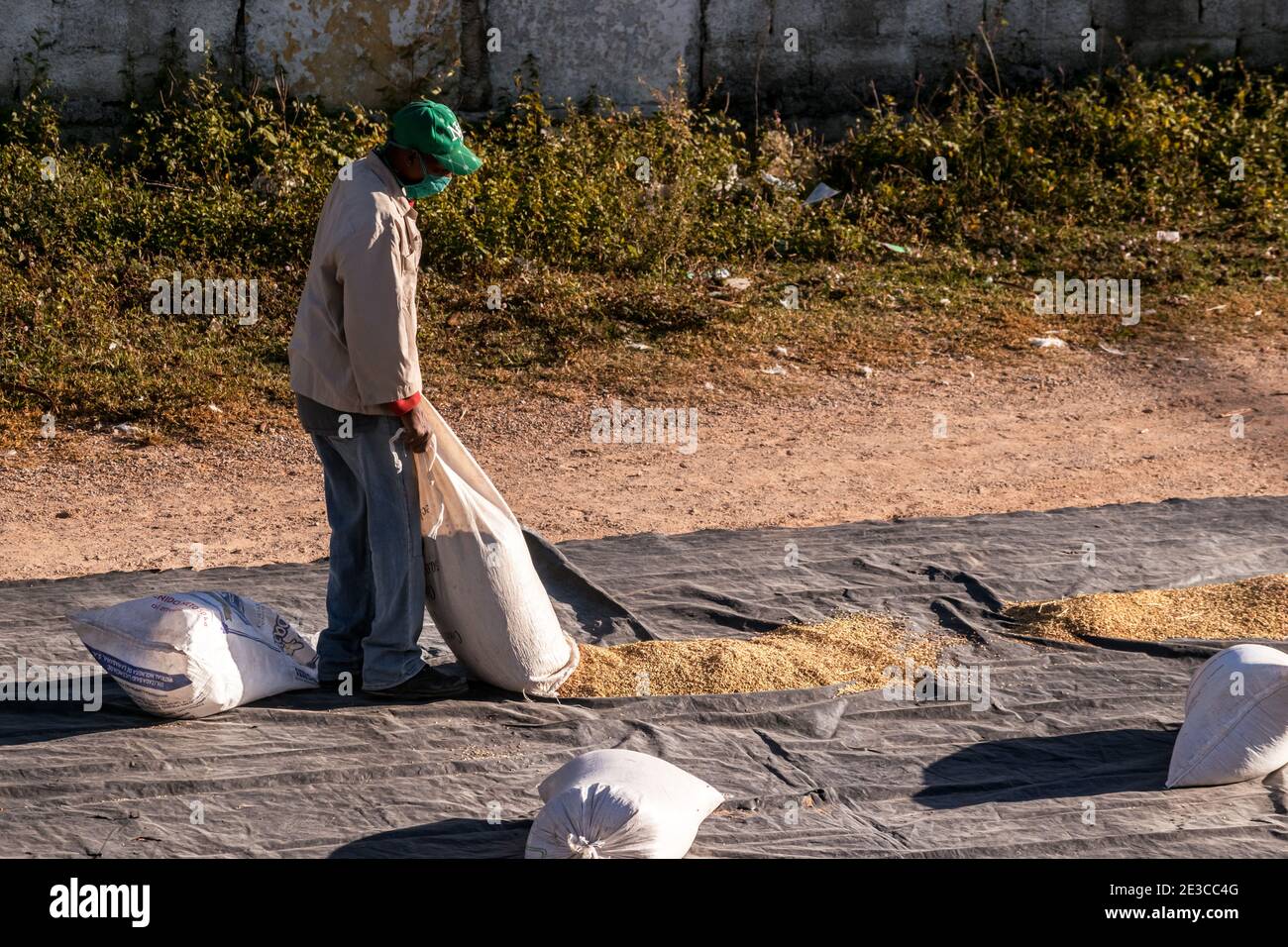 Drying out rice hi-res stock photography and images - Alamy