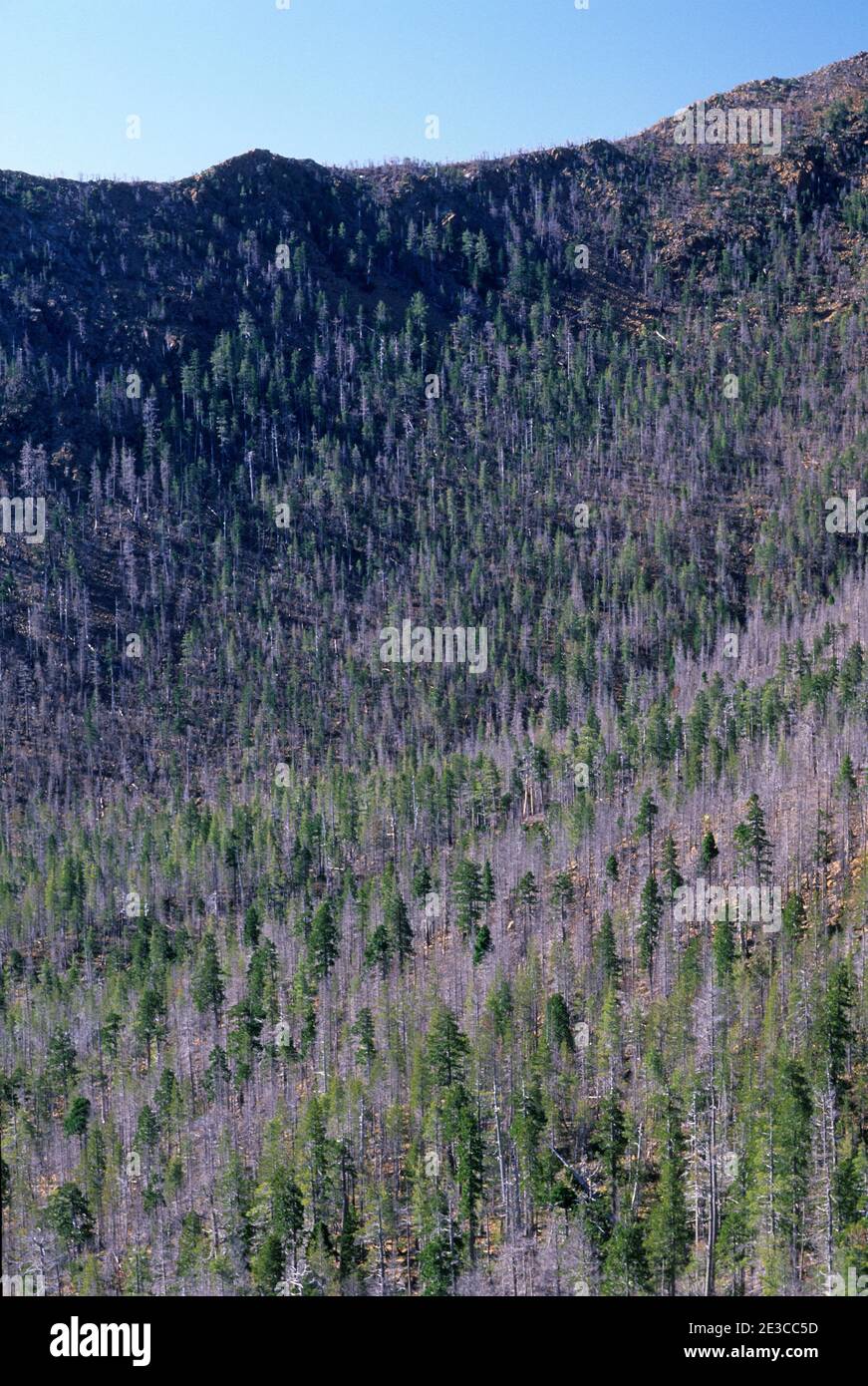 Vulcan Creek drainage (Biscuit Fire) from Gardner Mine Trail ...