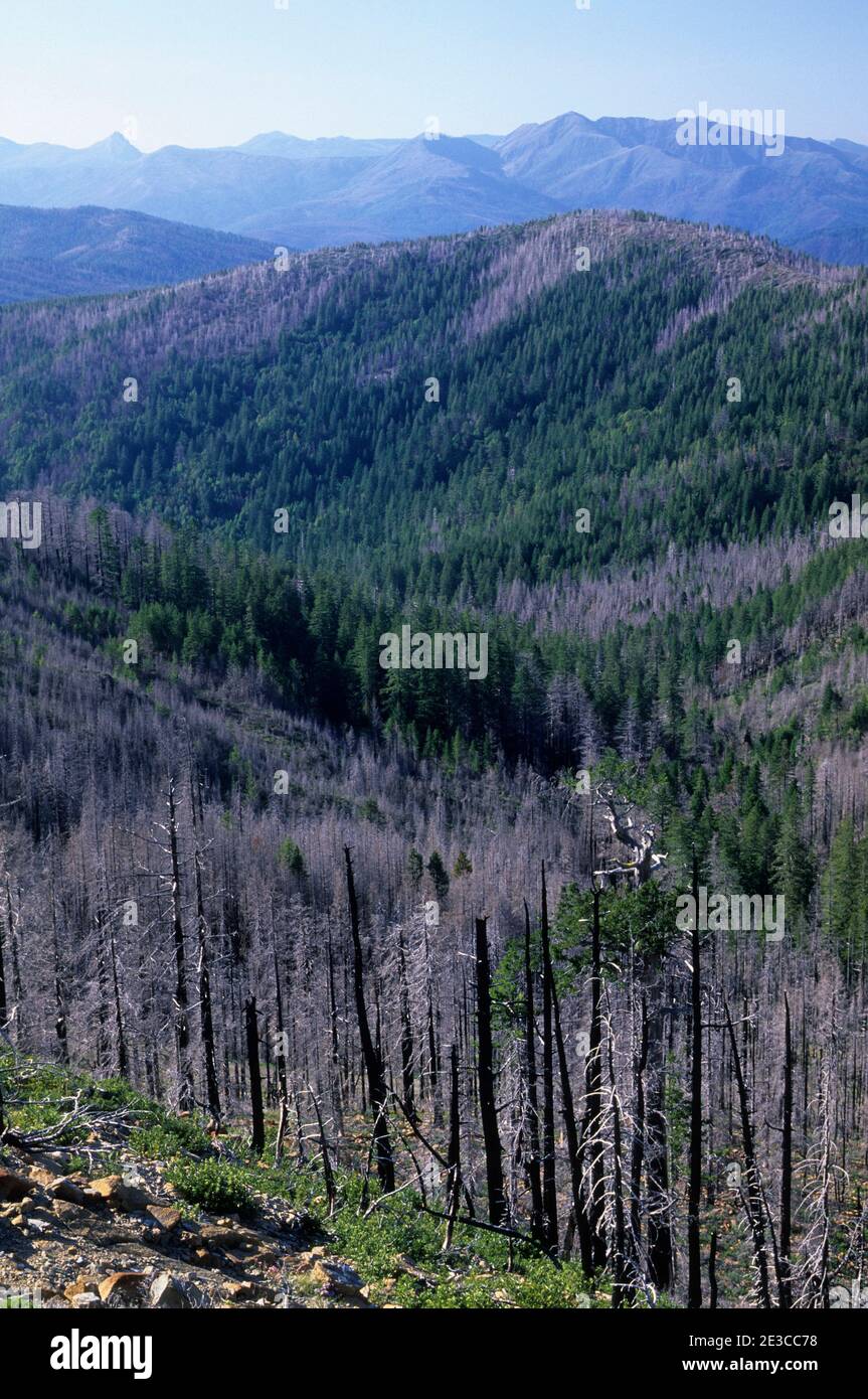 Biscuit fire hi-res stock photography and images - Alamy