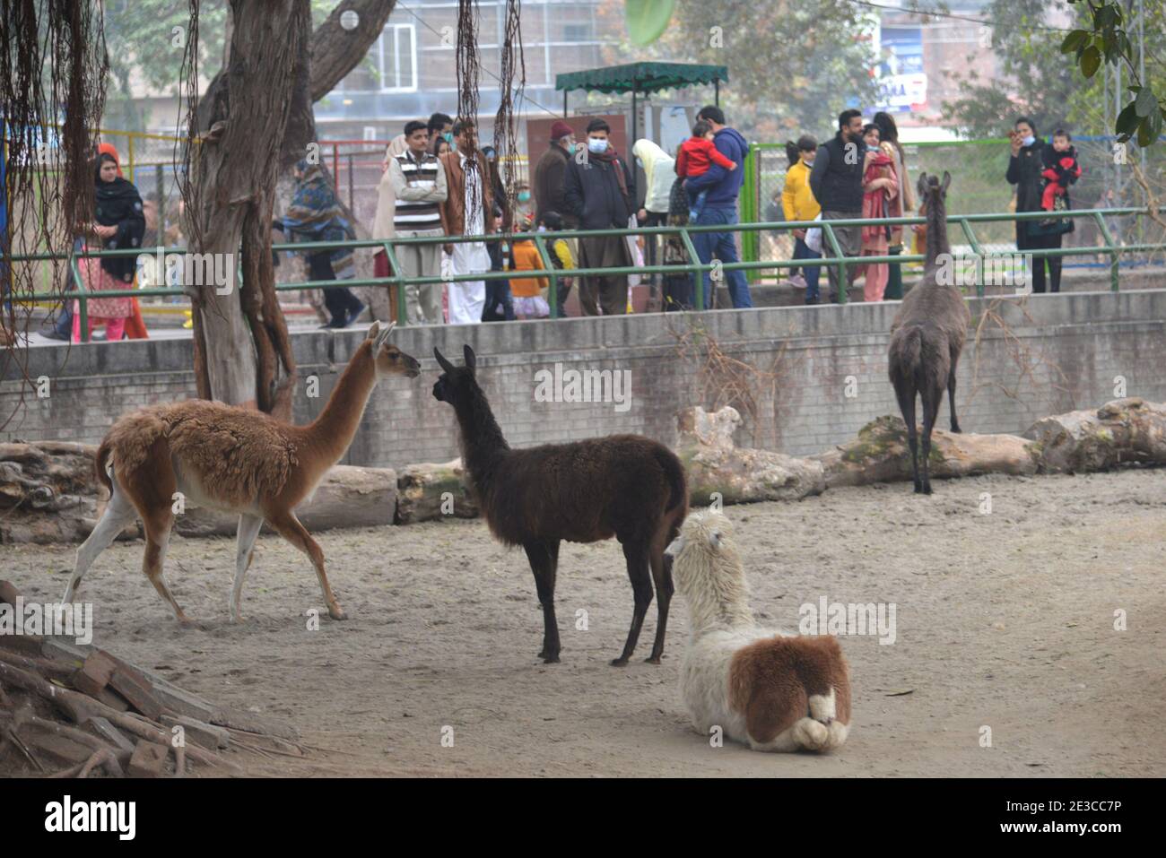 Pakistani visitors arriving at Lahore Zoo to enjoying Sunday holiday ...