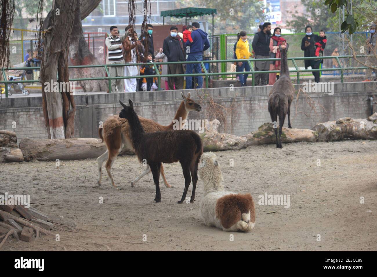 At lahore zoo hi-res stock photography and images - Alamy