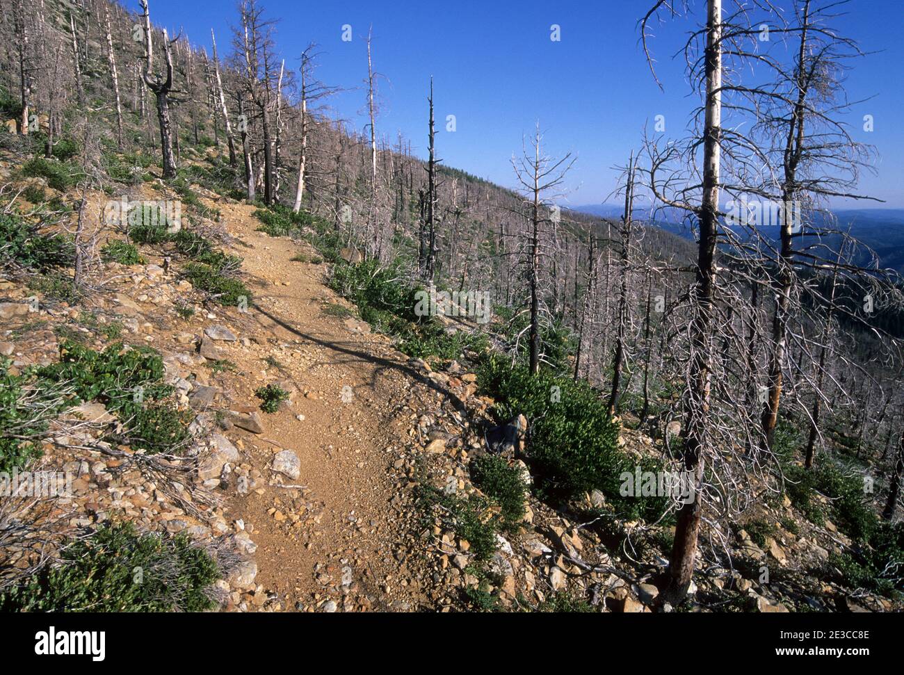 Vulcan Peak Trail through Biscuit Fire, Kalmiopsis Wilderness, Siskiyou ...