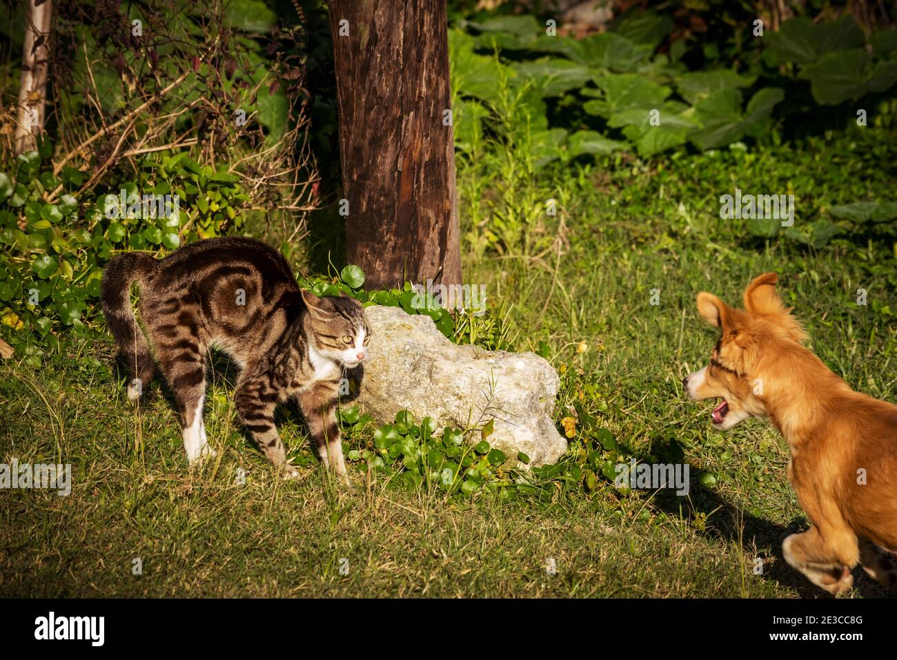 Adult cat adopting a defensive posture at the proximity of a playful ...