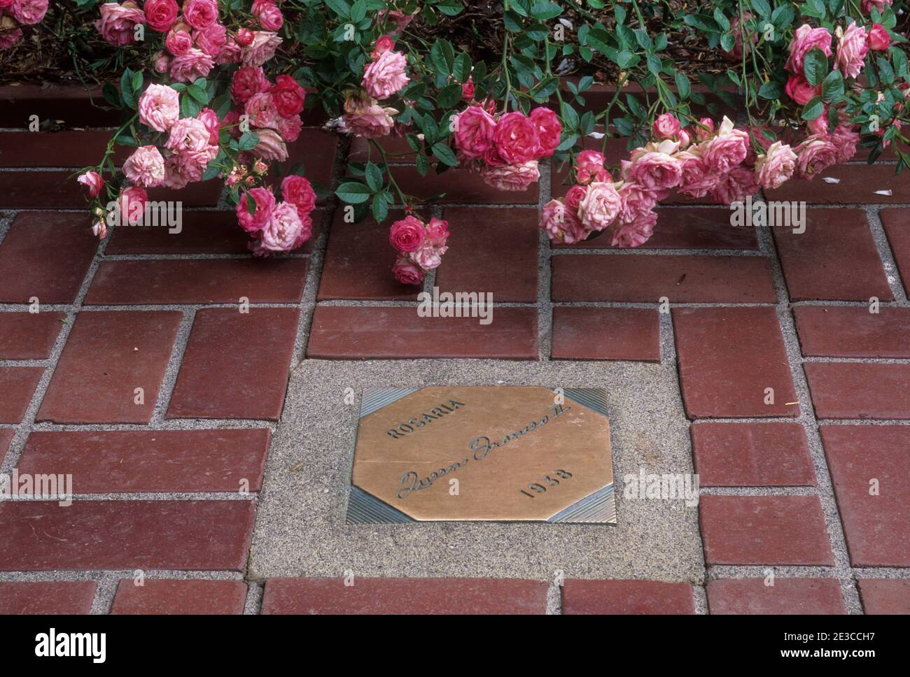 Portland washington park rose hi-res stock photography and images - Alamy