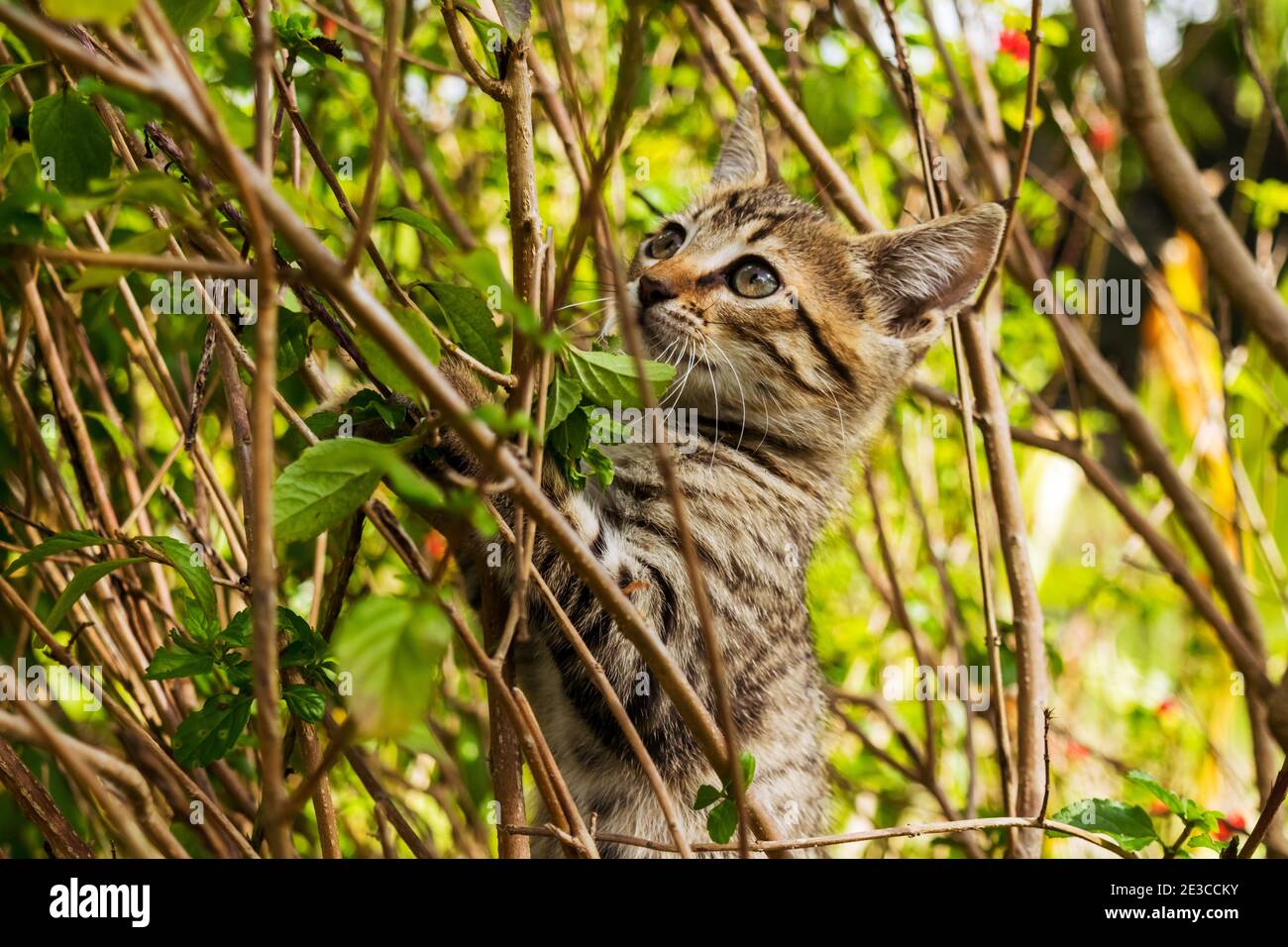 Cuban cat hi-res stock photography and images - Alamy
